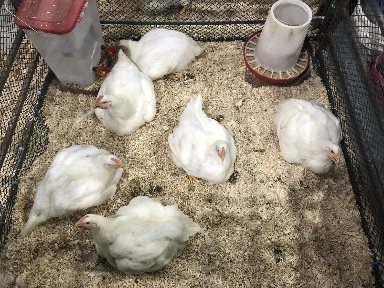 Kids Showcase their Livestock at Fair and Rodeo in Casper - The Wyoming ...