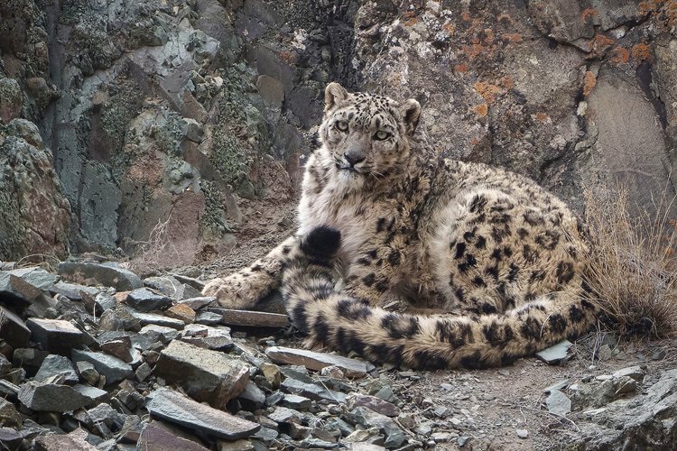 Searching for Snow Leopards: An Ecosystem Strives for Balance at the ...
