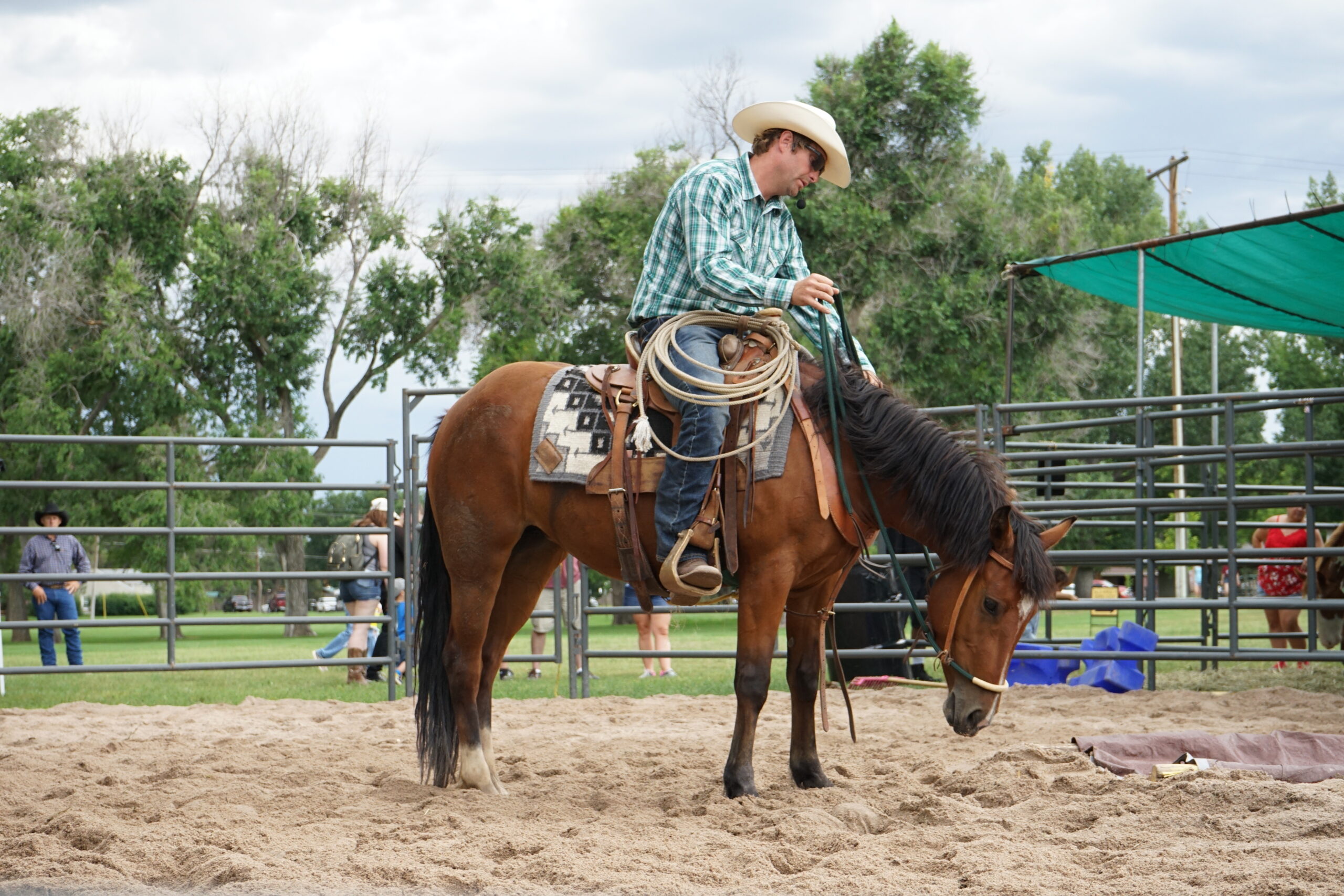 14 Mustangs Adopted at Cheyenne Frontier Days Auction - The Wyoming Truth