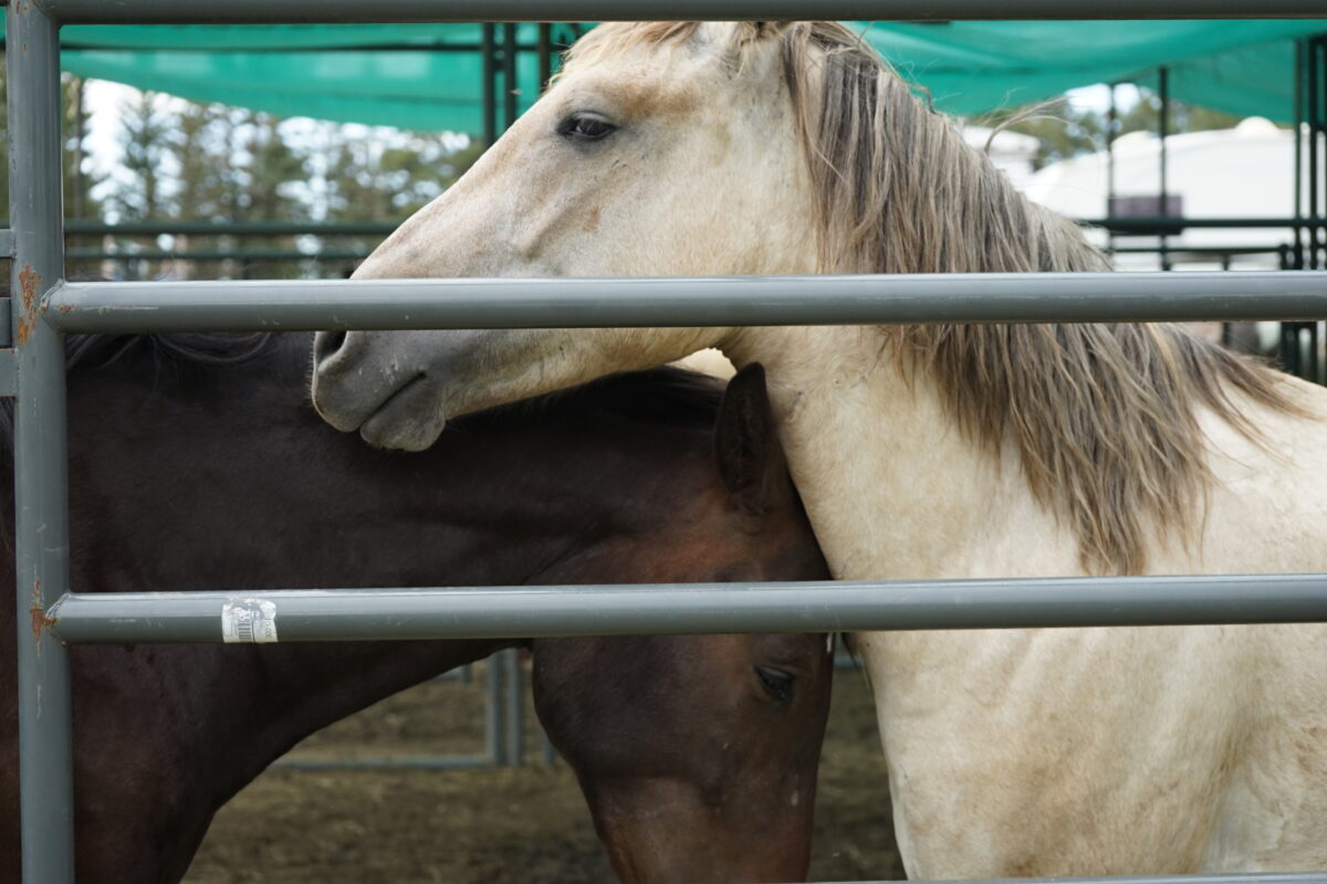 14 Mustangs Adopted at Cheyenne Frontier Days Auction - The Wyoming Truth