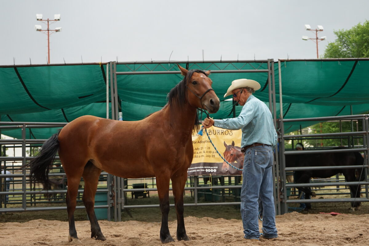 14 Mustangs Adopted at Cheyenne Frontier Days Auction - The Wyoming Truth