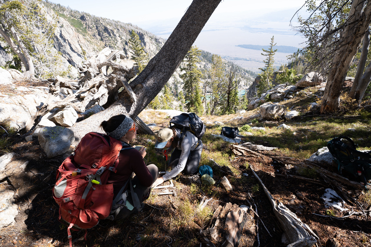 Seeds of Hope for Threatened Pine Species - The Wyoming Truth