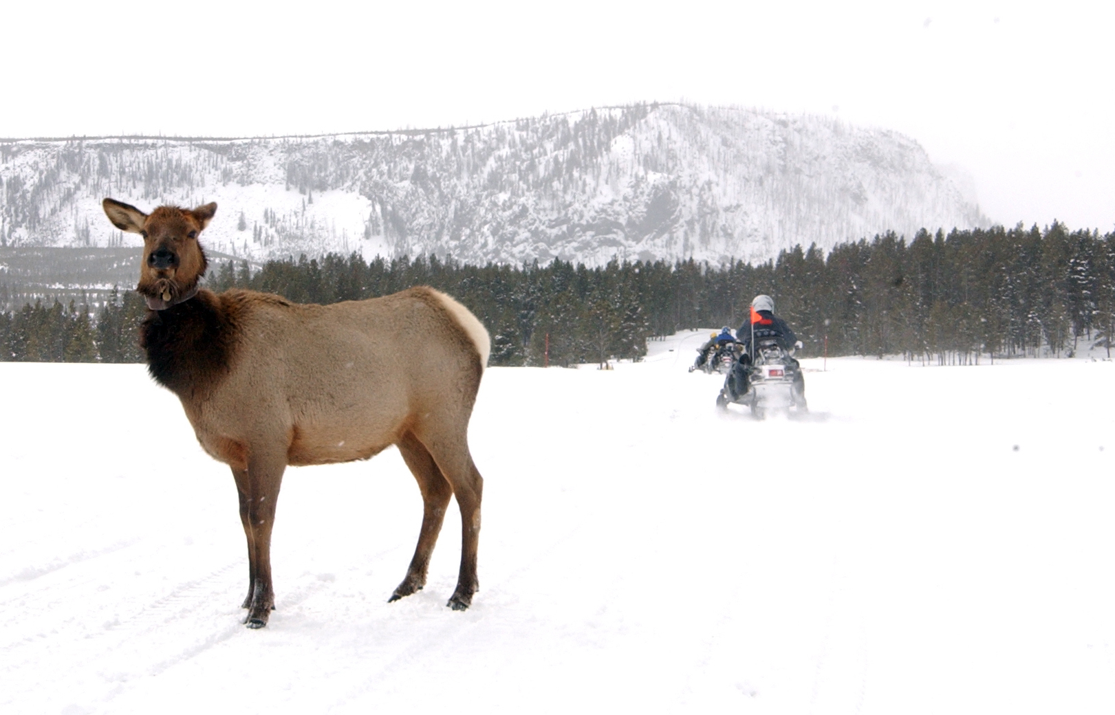 Study Finds Complexities in Wolf-Elk Interactions - The Wyoming Truth