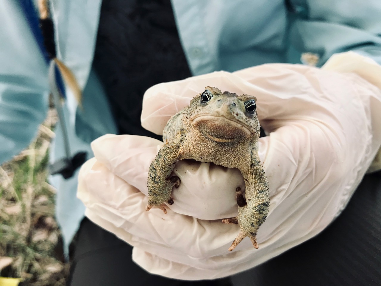 Wyoming Toad: Hopping Back Strong - The Wyoming Truth
