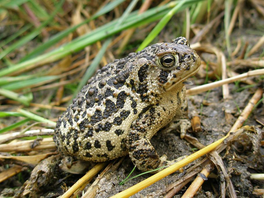 Wyoming Toad: Hopping Back Strong - The Wyoming Truth