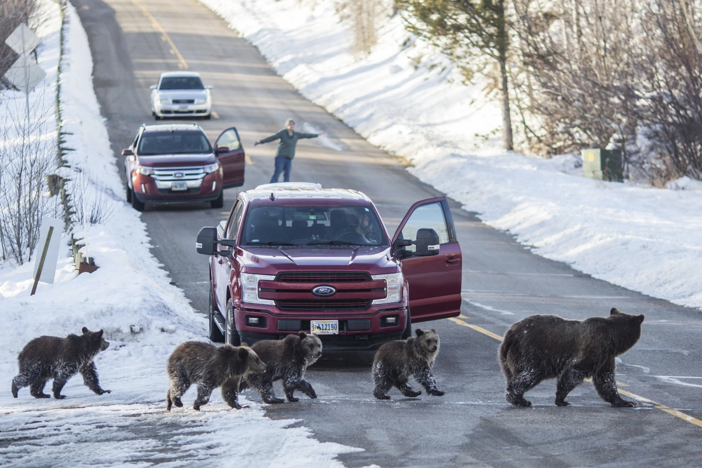 Member of Beloved Grizzly Bear Family Hit and Killed in Wyoming’s Grand ...