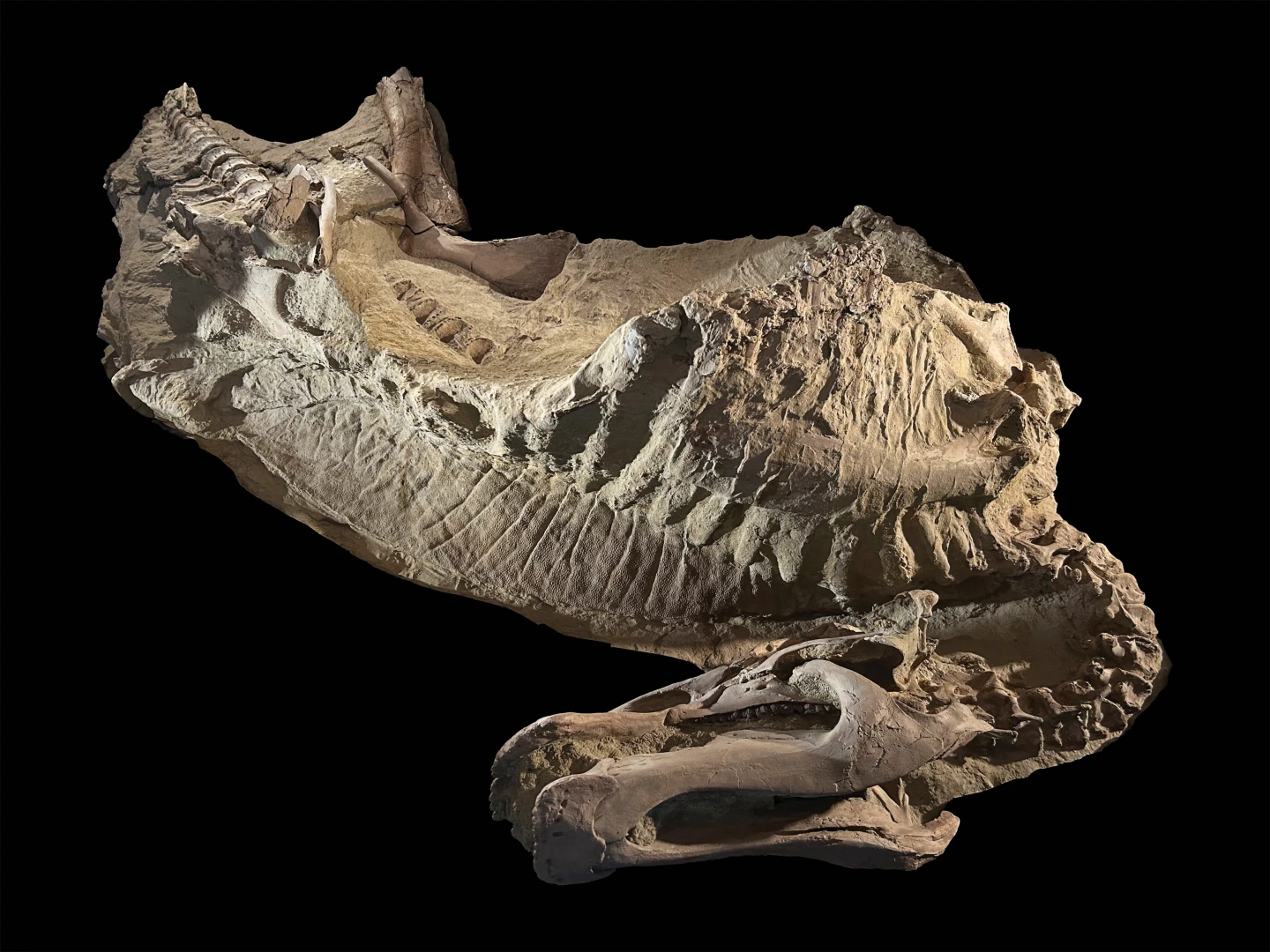 Rare Dinosaur Mummies Help Scientists Recreate Their Prehistoric Lives ...